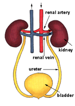 Glomerular Filtration Rate (GFR) test - QE Gateshead