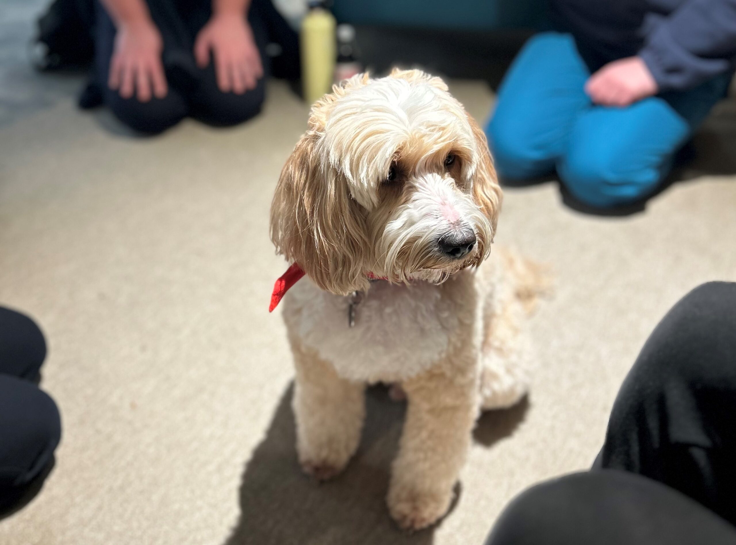 Teddy the welfare dog visits staff at Gateshead Health NHS Foundation ...