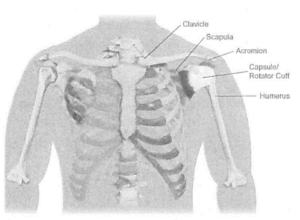 Shoulder Injury - Gateshead Health