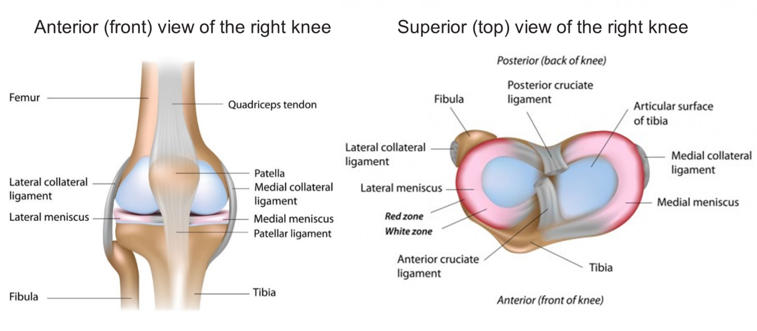 Post Operative Meniscectomy - Gateshead Health
